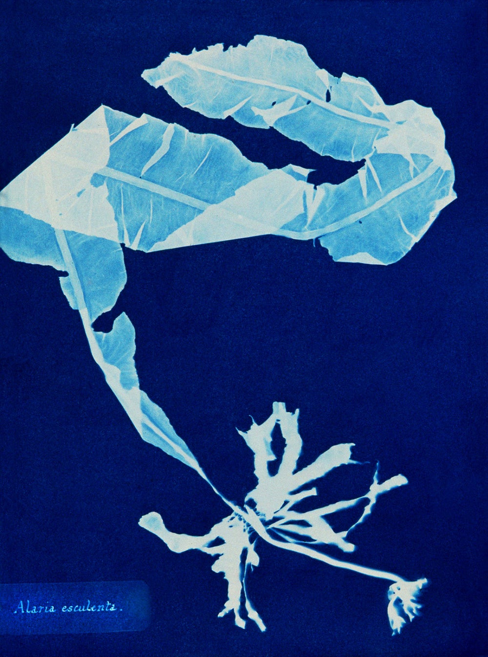 Female Botanist Published the First Ever Photo Book | Scientific American