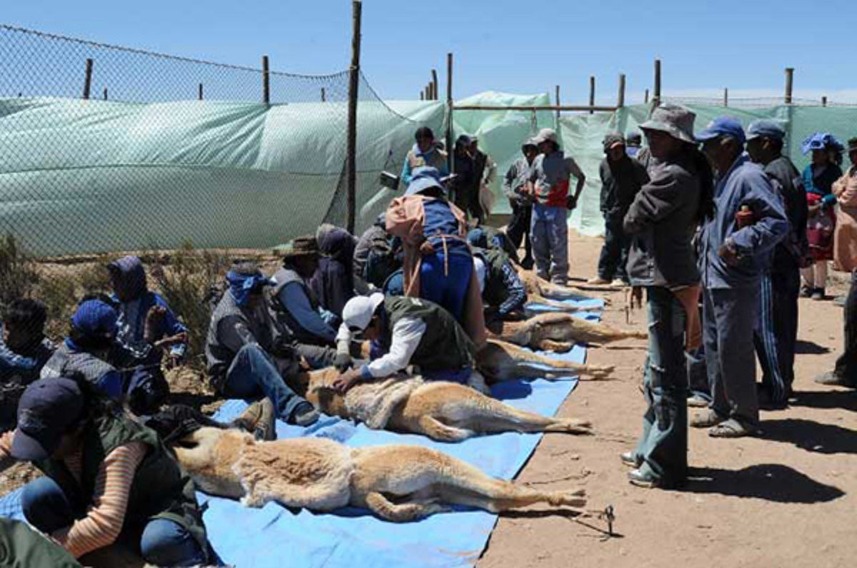 Poaching Upsurge Threatens South America's Iconic Vicuña | Scientific ...