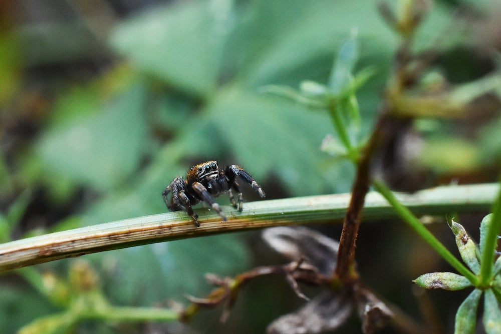 Spiders Seem to Have REM-like Sleep and May Even Dream | Scientific ...
