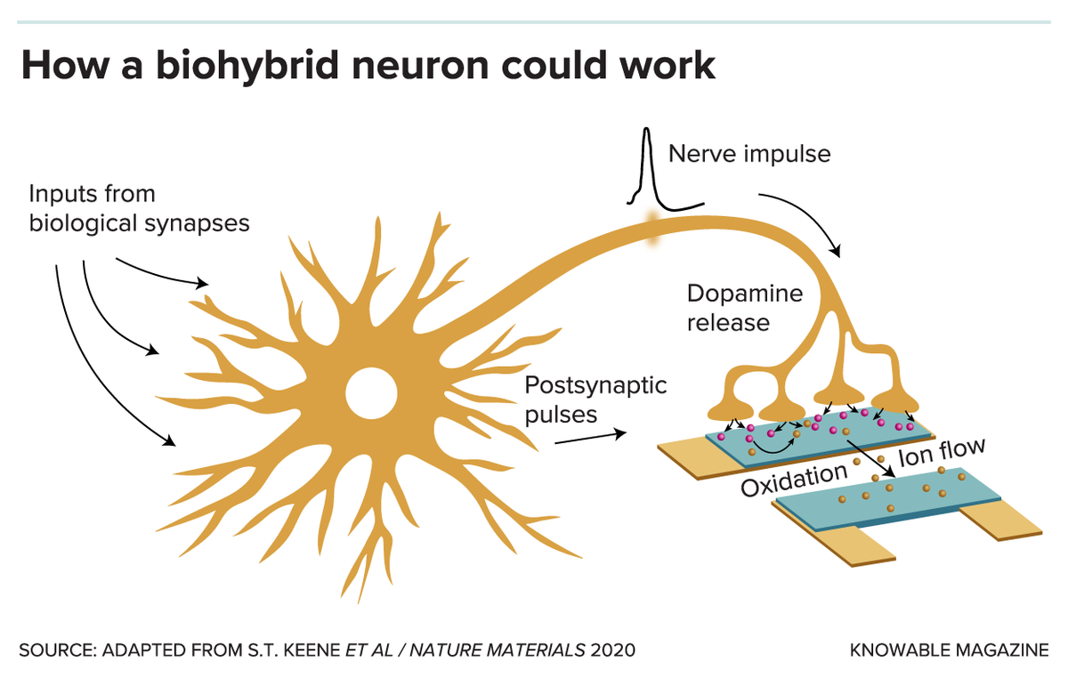 Making Computer Chips Act More like Brain Cells | Scientific American