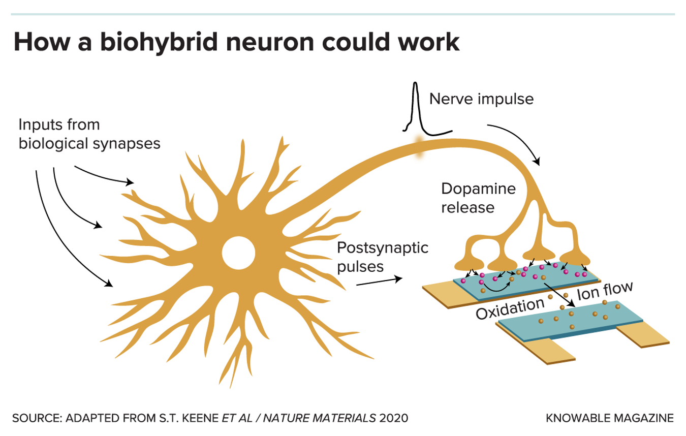 Making Computer Chips Act More like Brain Cells | Scientific American