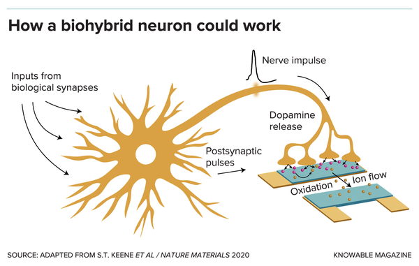 Making Computer Chips Act More like Brain Cells | Scientific American
