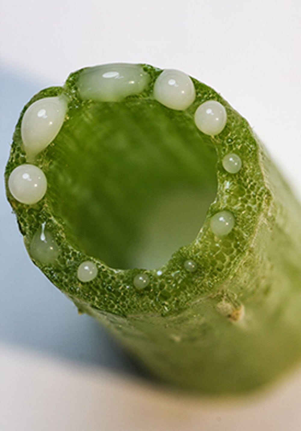 How Bacteria-Laden Poop Is Killing American Squash and Melons ...