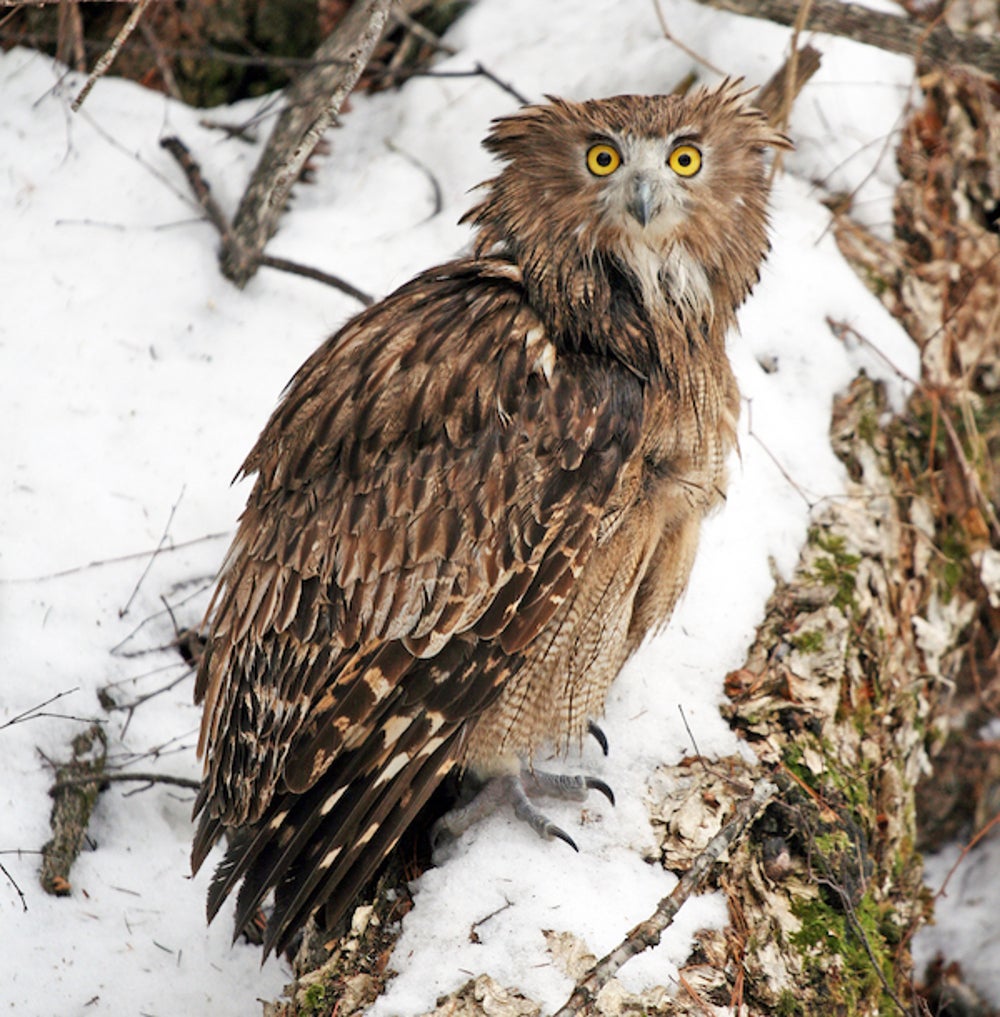 A Duet of Fish Owls | Scientific American