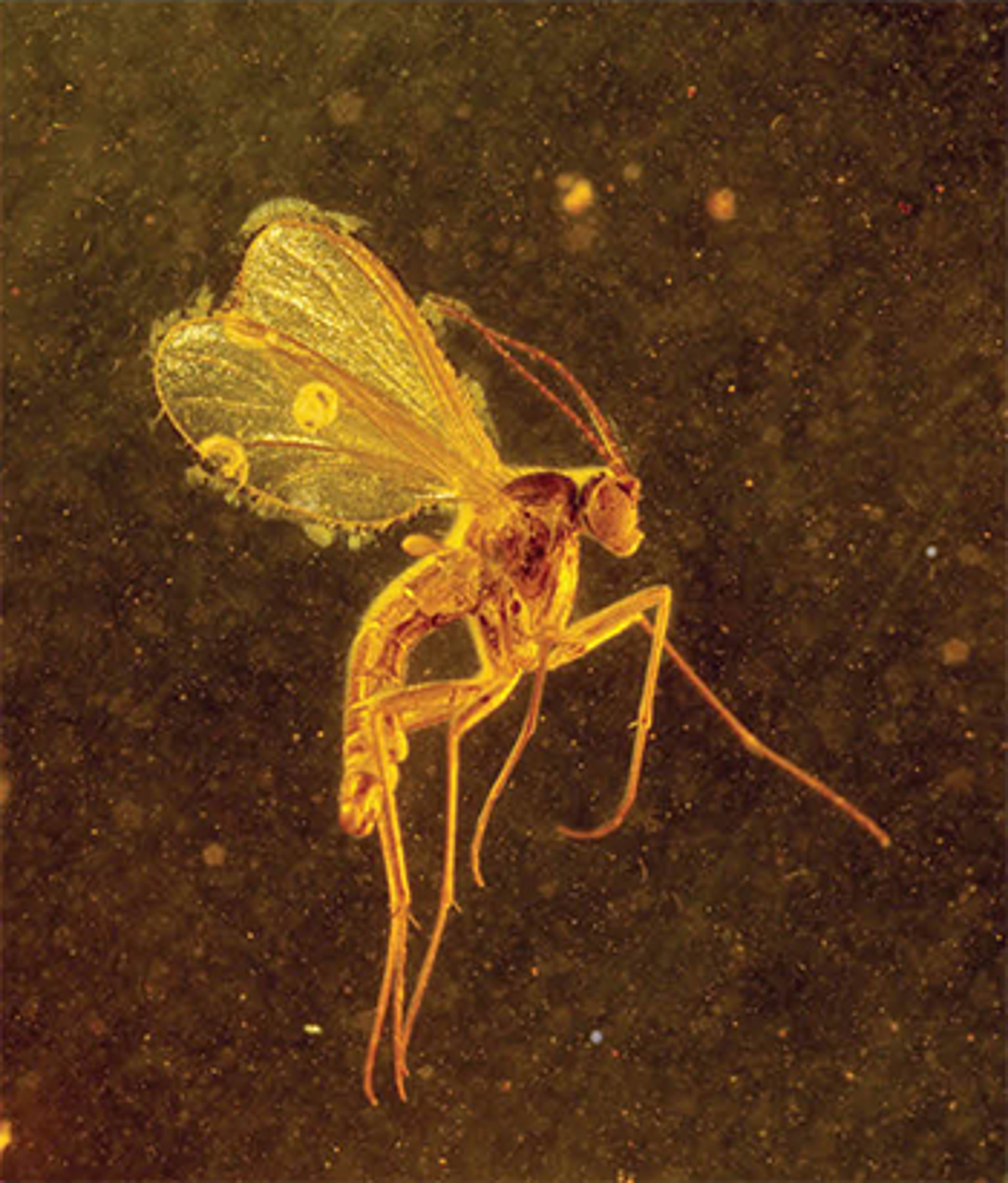 Mysterious Insect Fossil Gap Explained | Scientific American