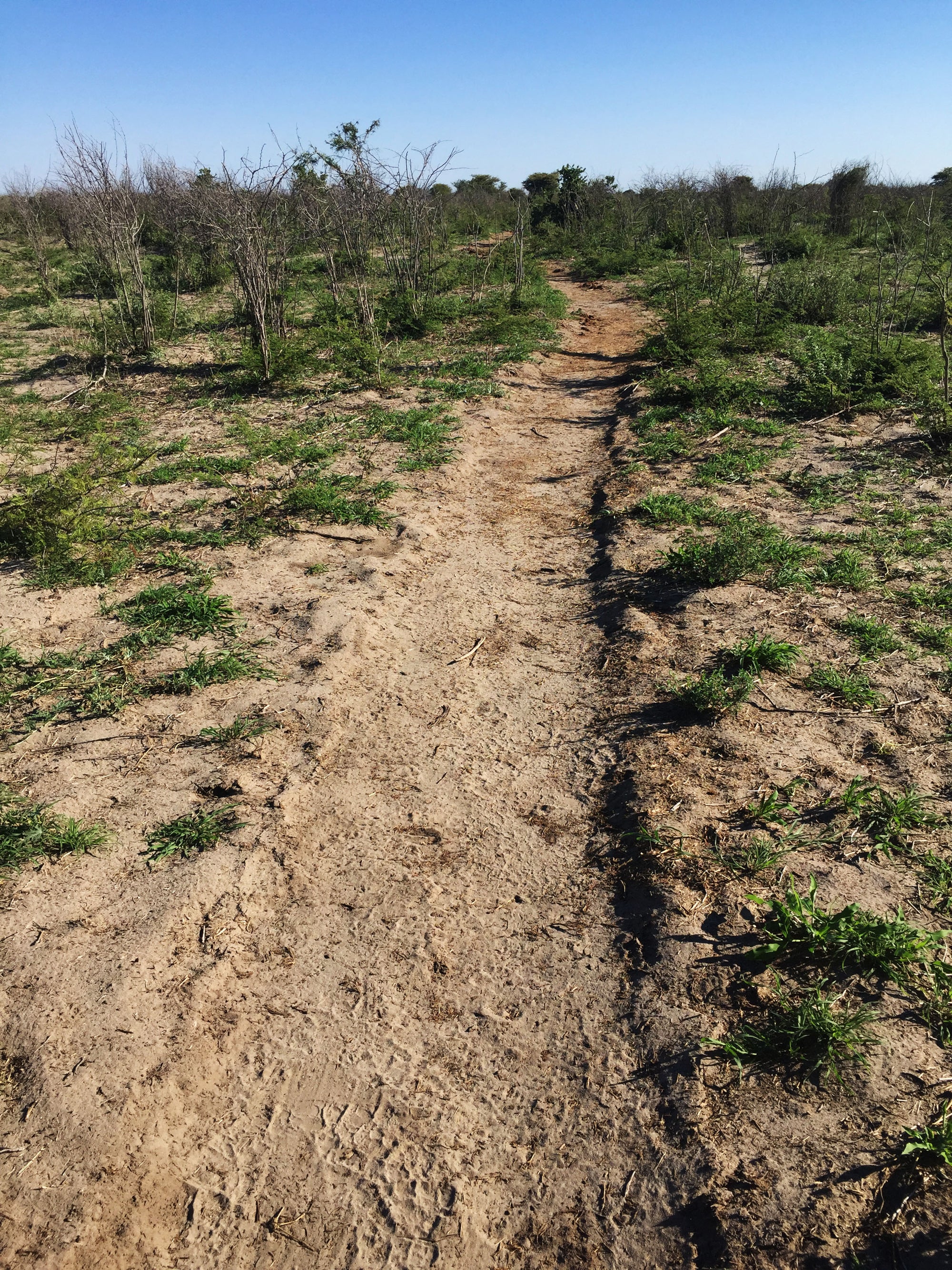 For African Elephants, Pee Could Be a Potent Trail Marker | Scientific ...