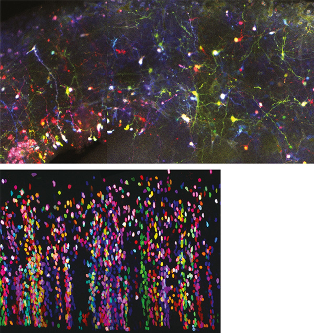 The Brainbow Connection: Viewing Nerve Cells in Living Color ...
