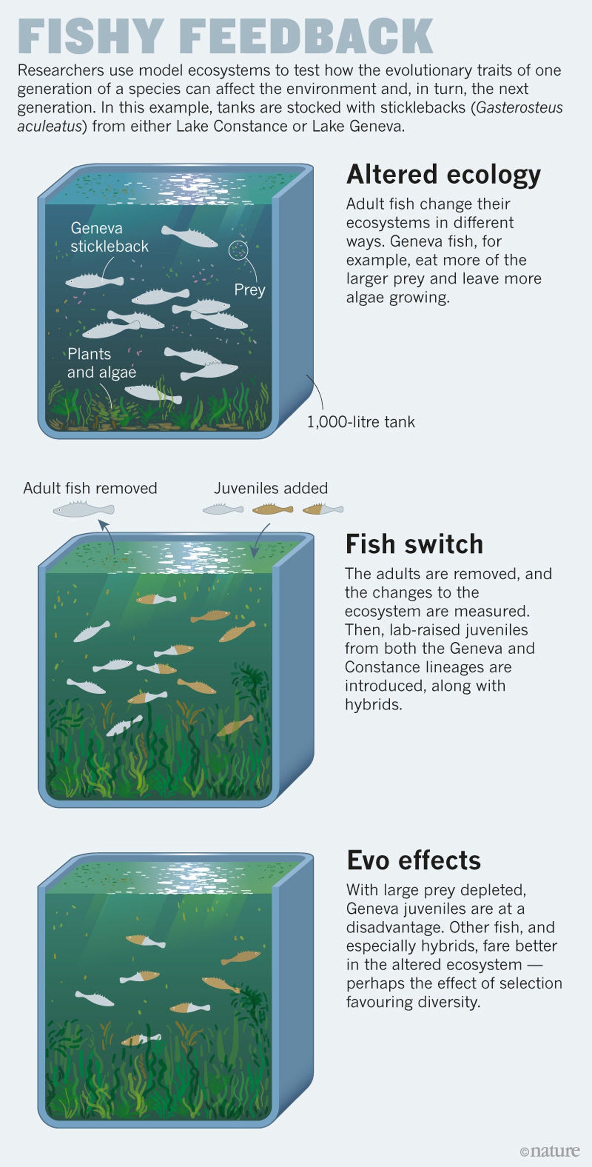 How Warp-Speed Evolution Is Transforming Ecology | Scientific American