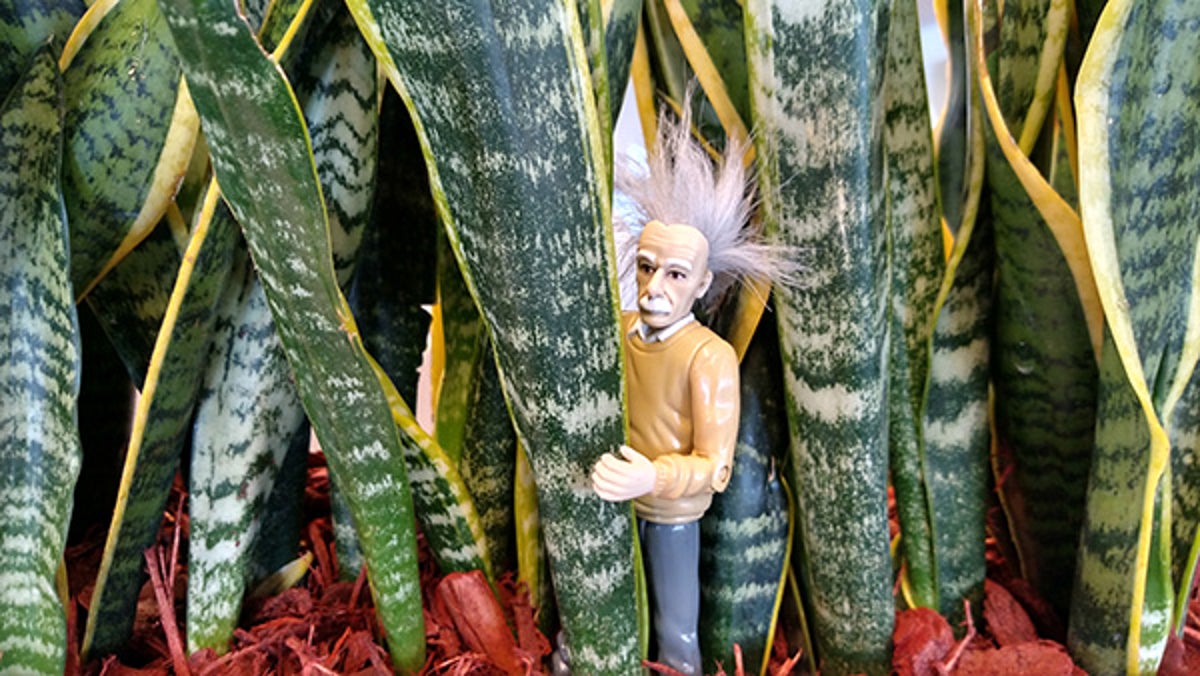 Einstein in the Wild: Have You Seen Him? | Scientific American