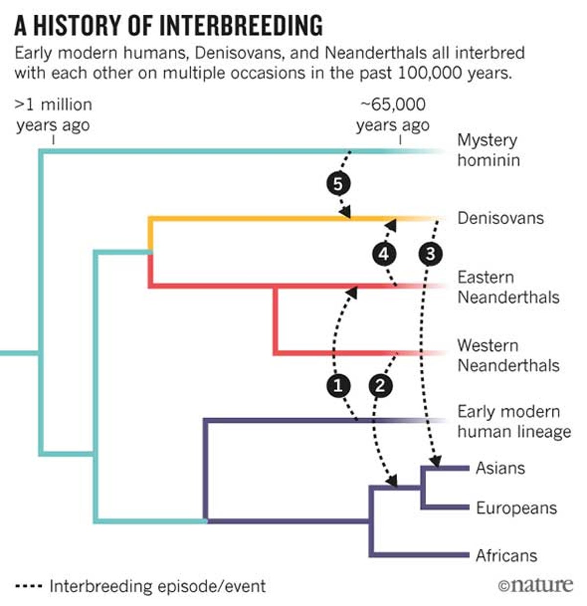 Evidence Mounts for Interbreeding Bonanza in Ancient Human Species ...