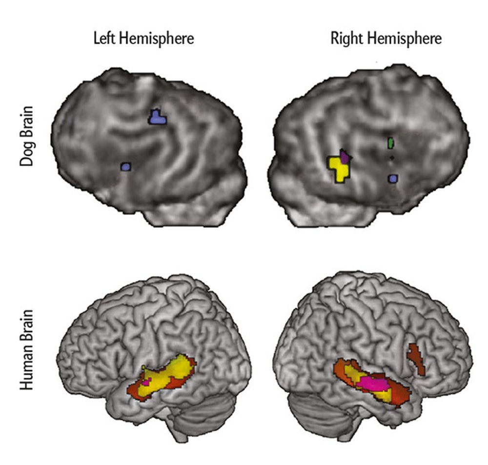 Why Dogs Fit into Families So Well | Scientific American