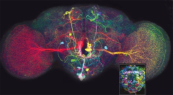 The Brainbow Connection: Viewing Nerve Cells in Living Color ...
