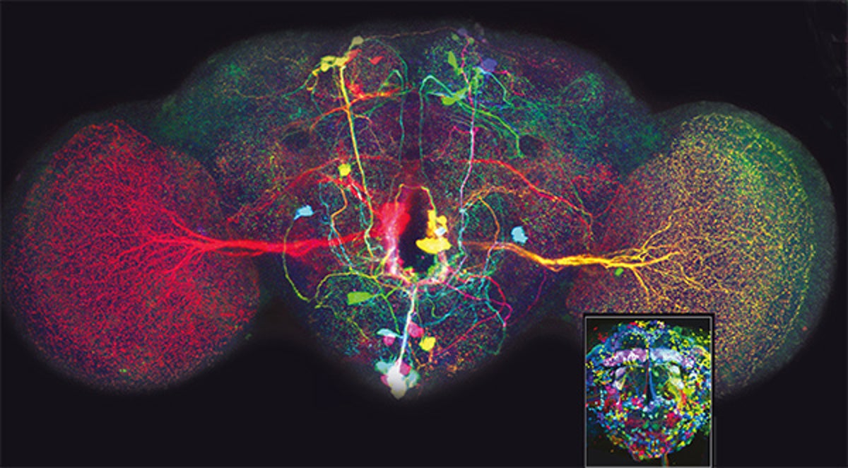 The Brainbow Connection: Viewing Nerve Cells in Living Color ...