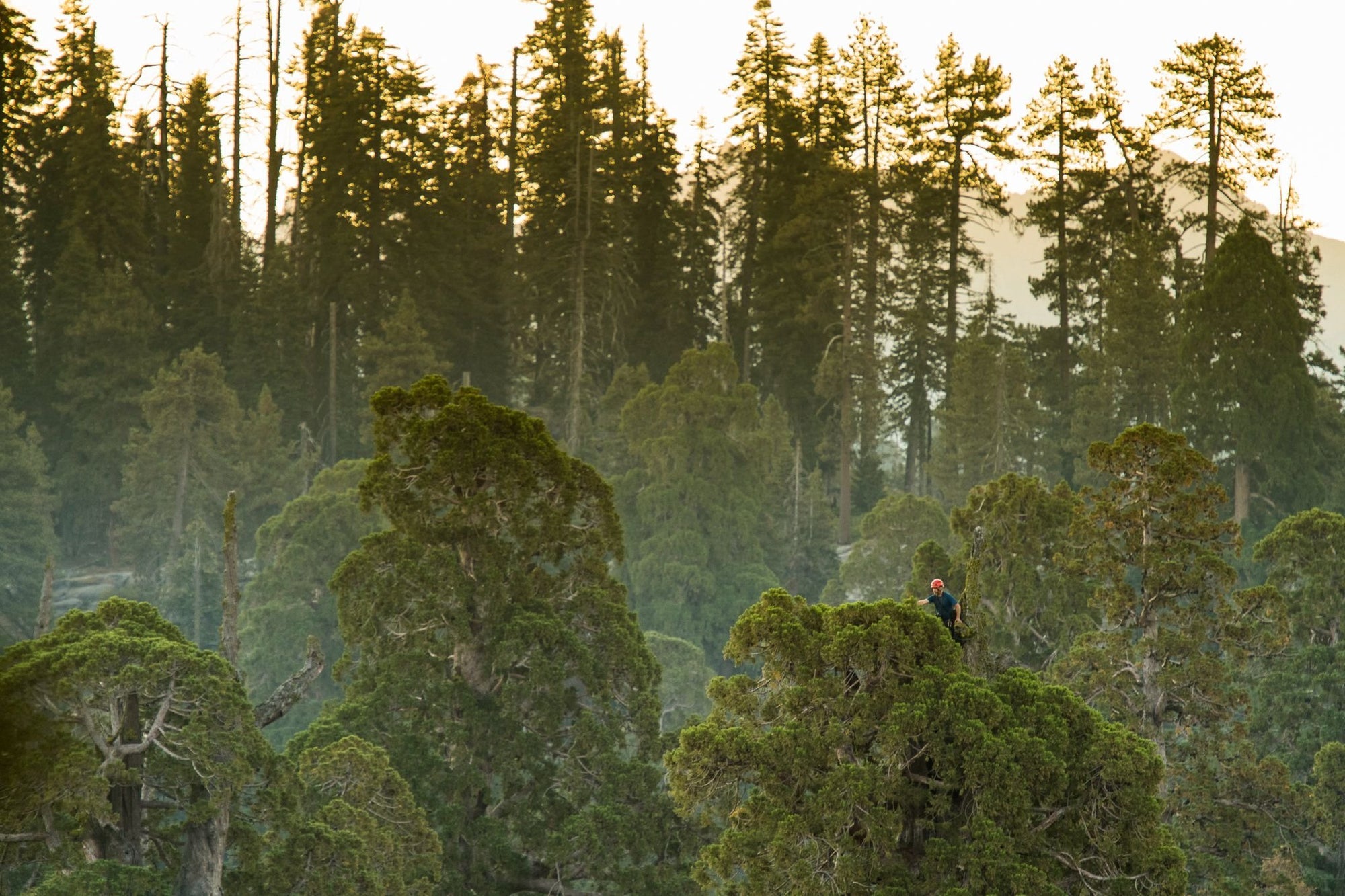 Are Giant Sequoia Trees Succumbing to Drought? | Scientific American