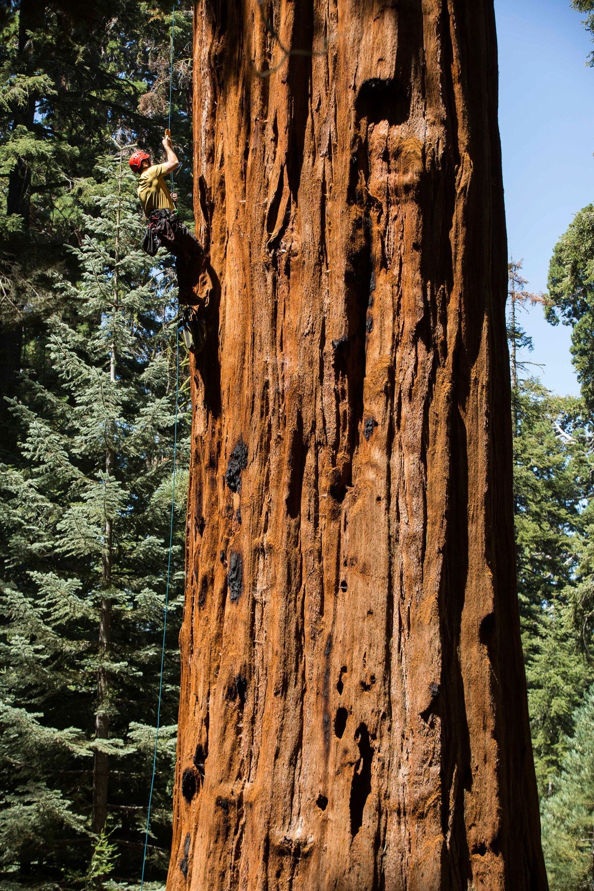 Are Giant Sequoia Trees Succumbing to Drought? | Scientific American