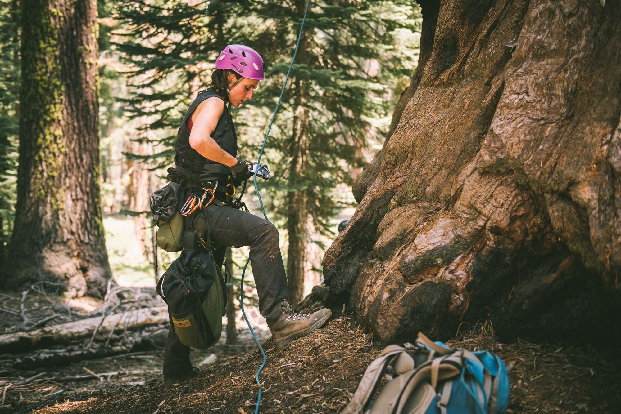 Are Giant Sequoia Trees Succumbing to Drought? | Scientific American