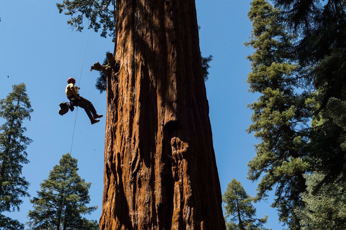 Are Giant Sequoia Trees Succumbing to Drought? | Scientific American