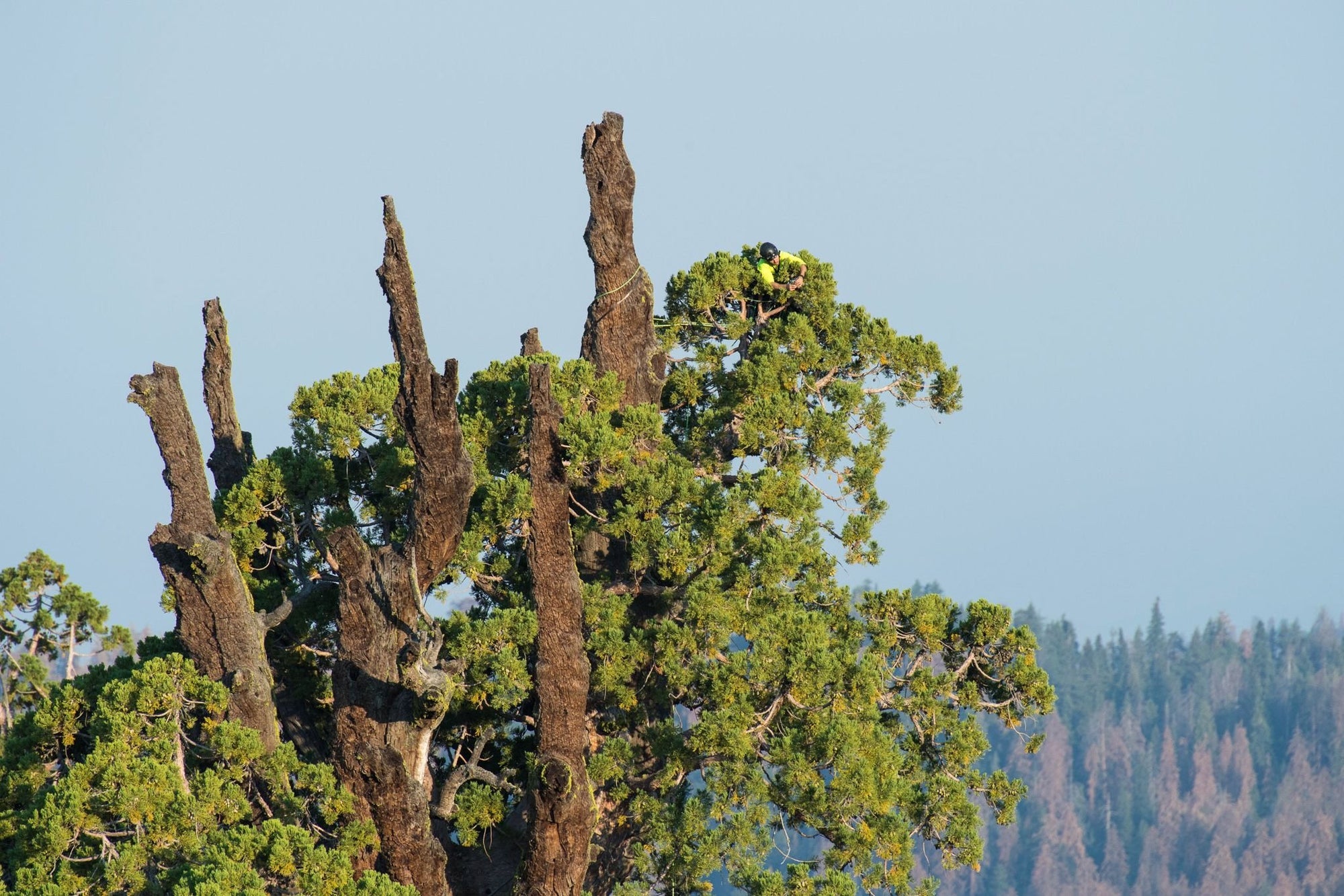 Are Giant Sequoia Trees Succumbing to Drought? | Scientific American