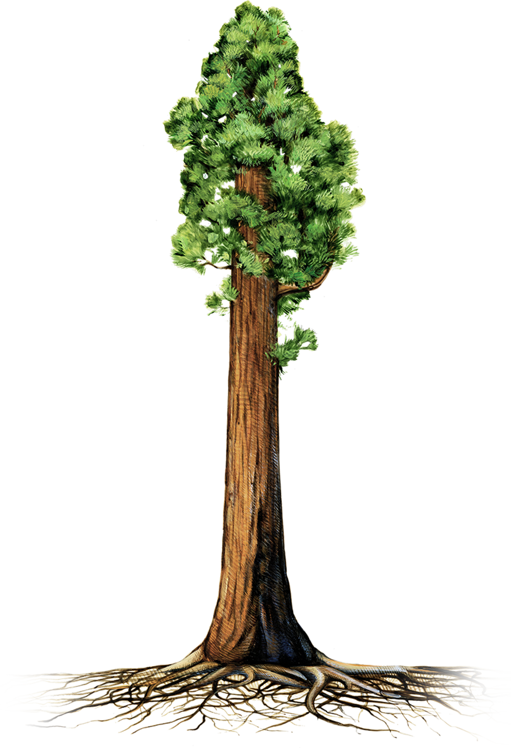 Are Giant Sequoia Trees Succumbing to Drought? | Scientific American