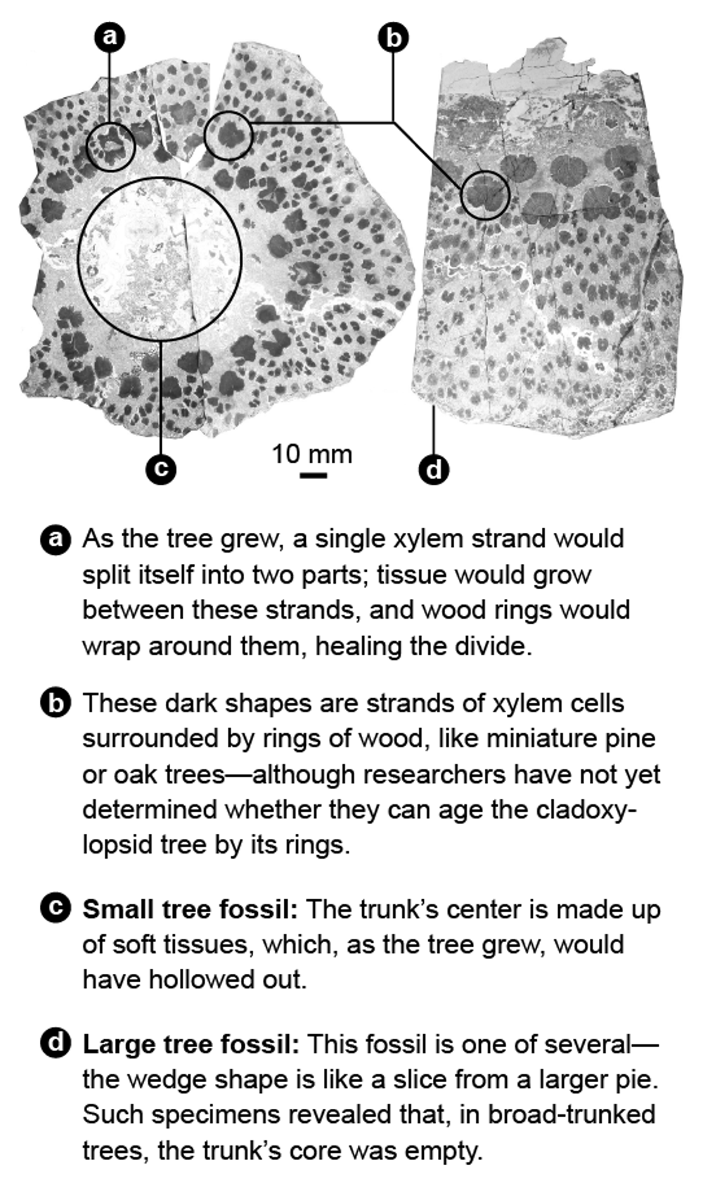 Ancient Tree Structure Is Like a Forest unto Itself | Scientific American