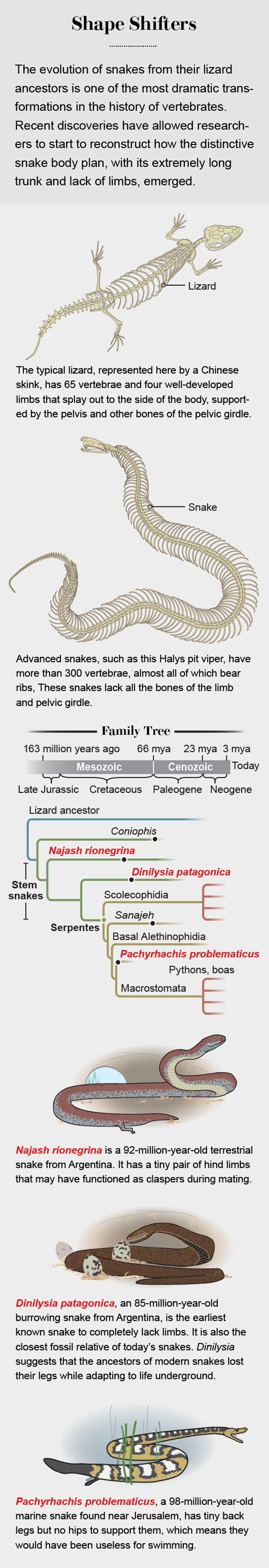 How Snakes Lost Their Legs | Scientific American