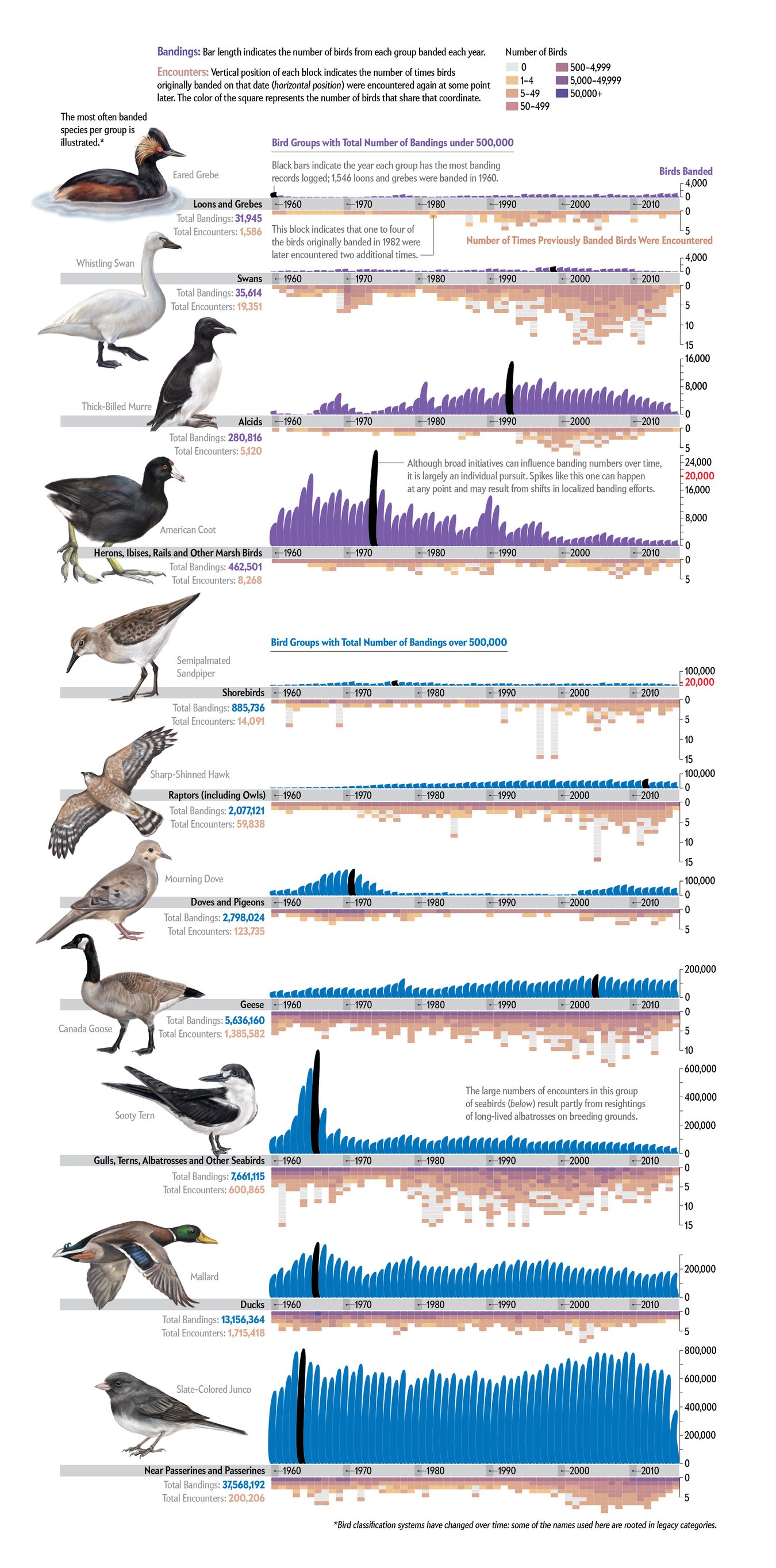 What Scientists Have Learned from 100 Years of Bird Banding ...