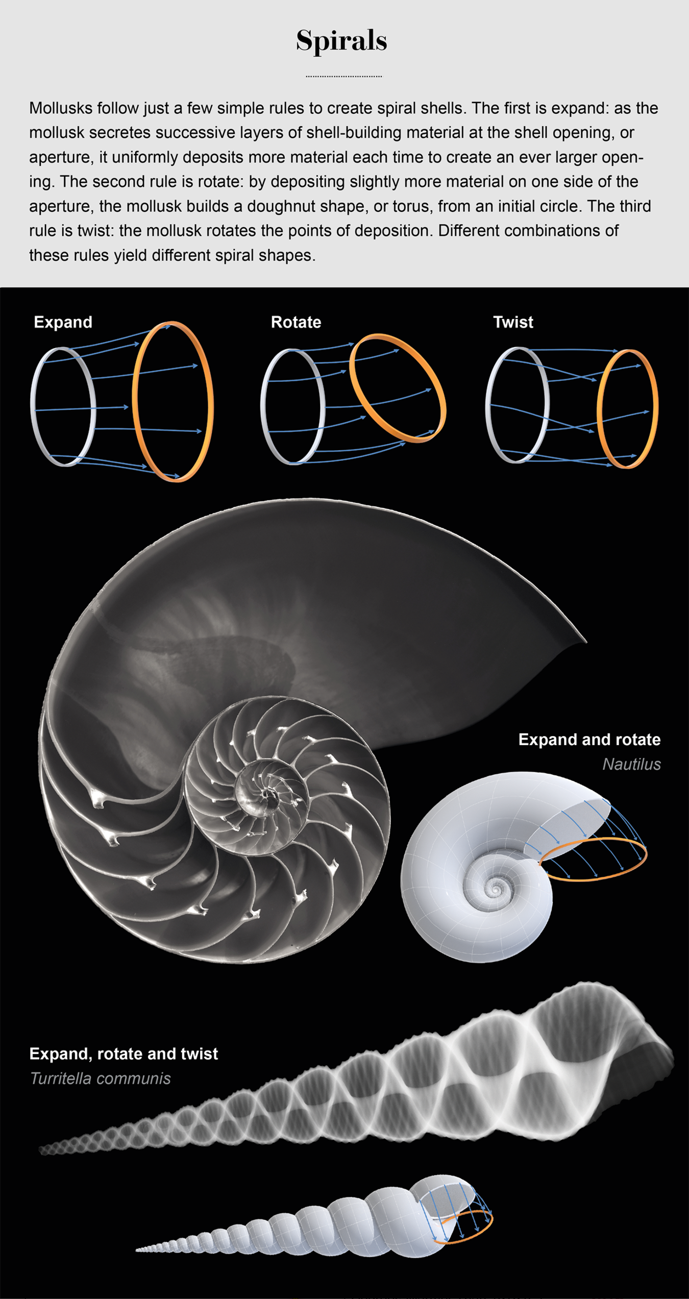 How Seashells Take Shape | Scientific American