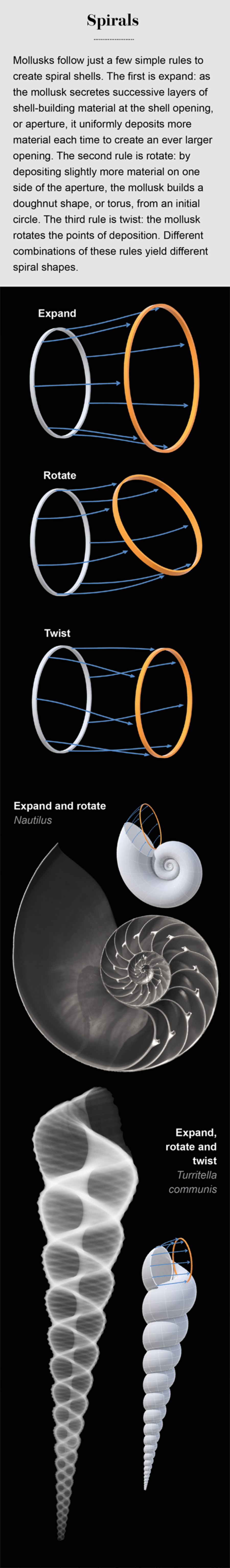 How Seashells Take Shape | Scientific American