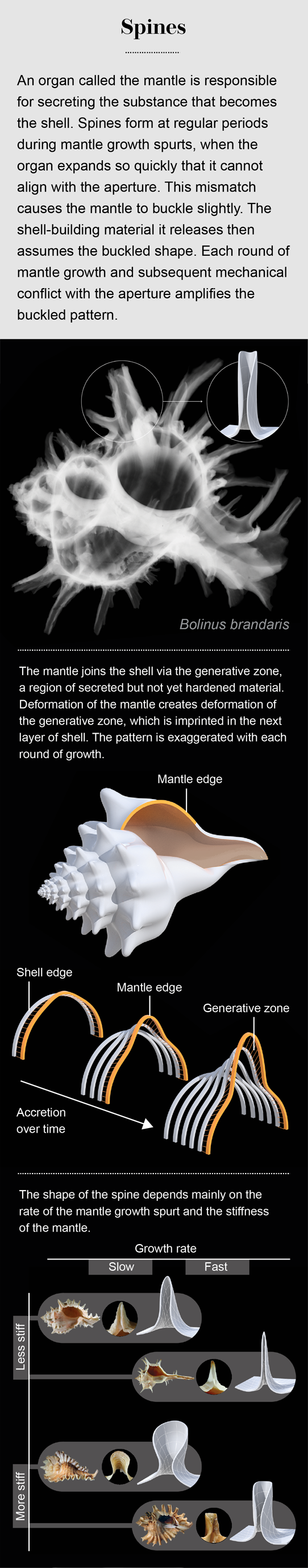How Seashells Take Shape | Scientific American
