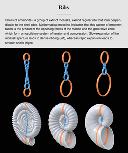How Seashells Take Shape Scientific American