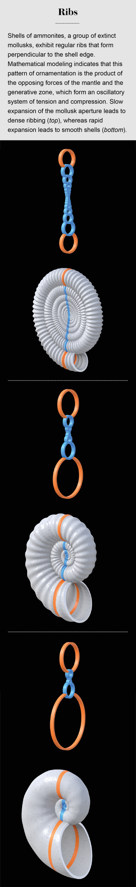 How Seashells Take Shape | Scientific American