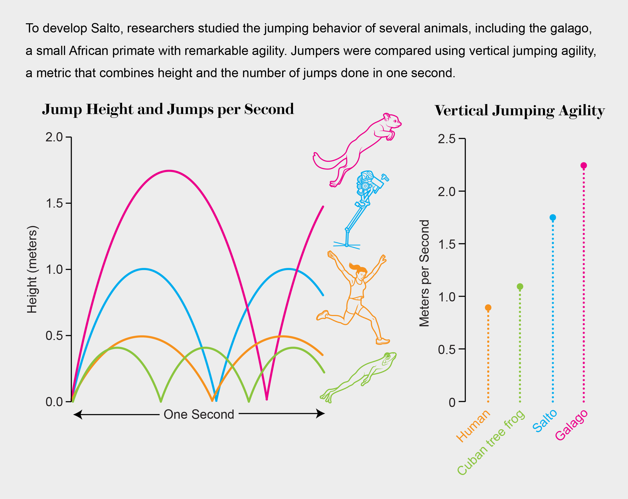 This Adorable Mammal Inspired a More Agile Robot | Scientific American