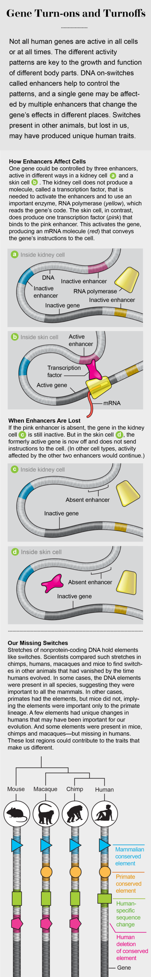 Losing Key DNA Made Us Modern Humans | Scientific American