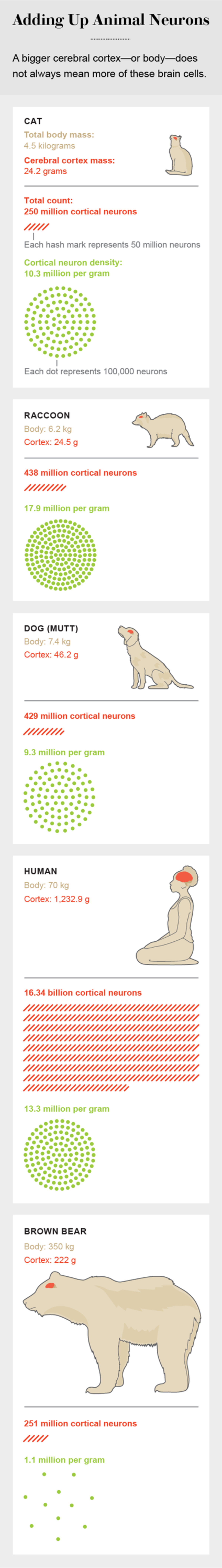Dogs Have a Lot More Neurons Than Cats | Scientific American