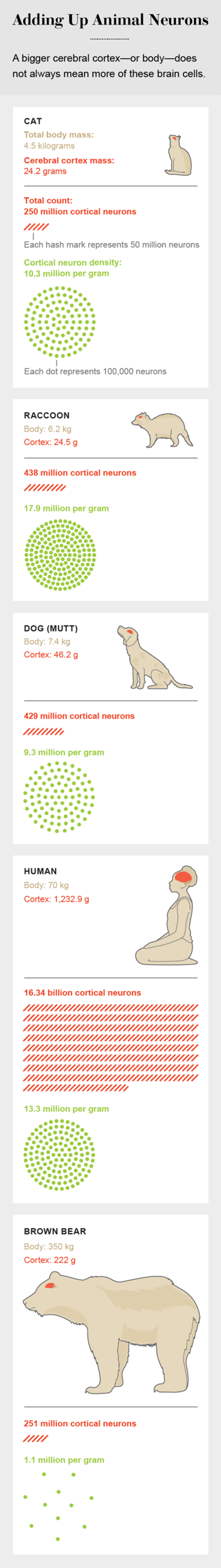 Dogs Have a Lot More Neurons Than Cats | Scientific American