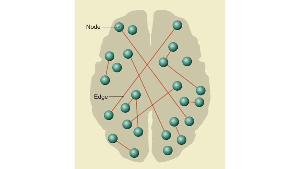 How Squishy Math Is Revealing Doughnuts in the Brain | Scientific American