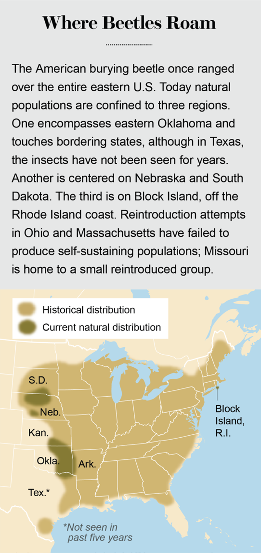 A Beautiful Insect That Buries Dead Bodies Is in the Middle of a ...