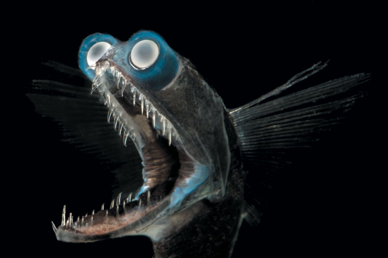 Fantastic Sea Creatures Photographed Up Close and Personal | Scientific ...