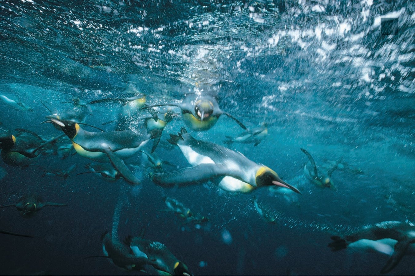Fantastic Sea Creatures Photographed Up Close and Personal | Scientific ...
