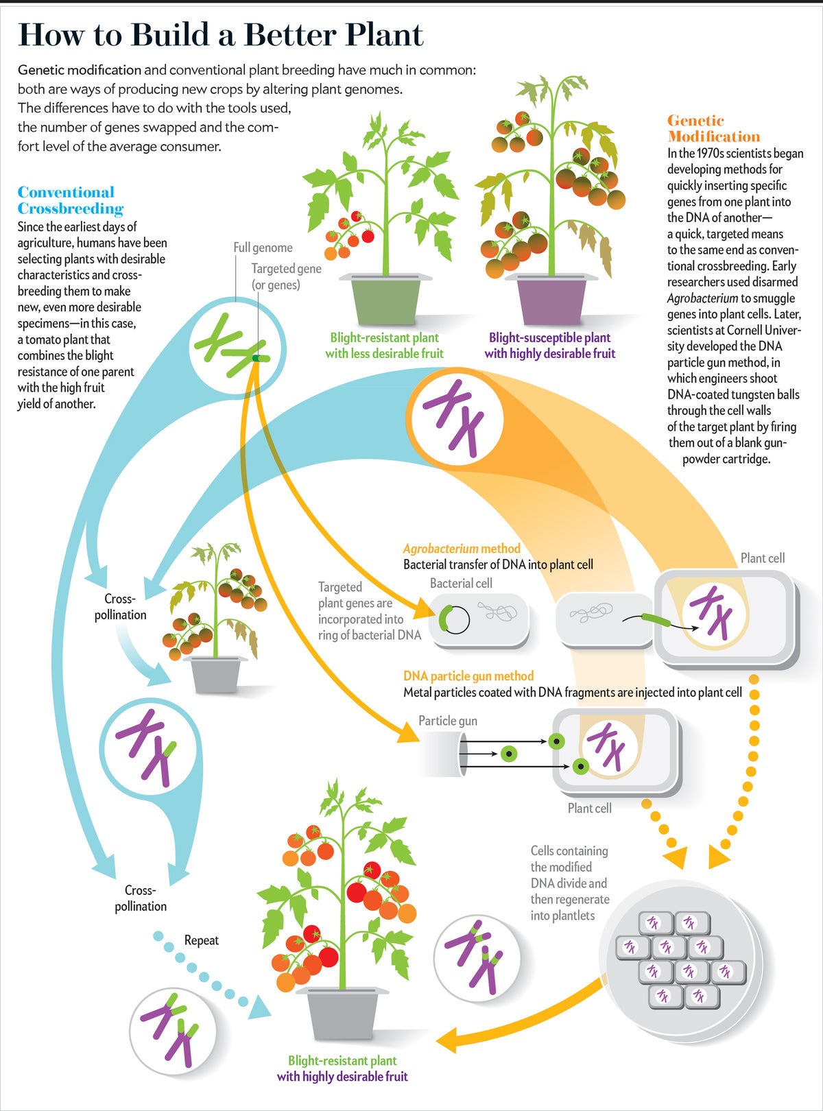 The Truth about Genetically Modified Food | Scientific American