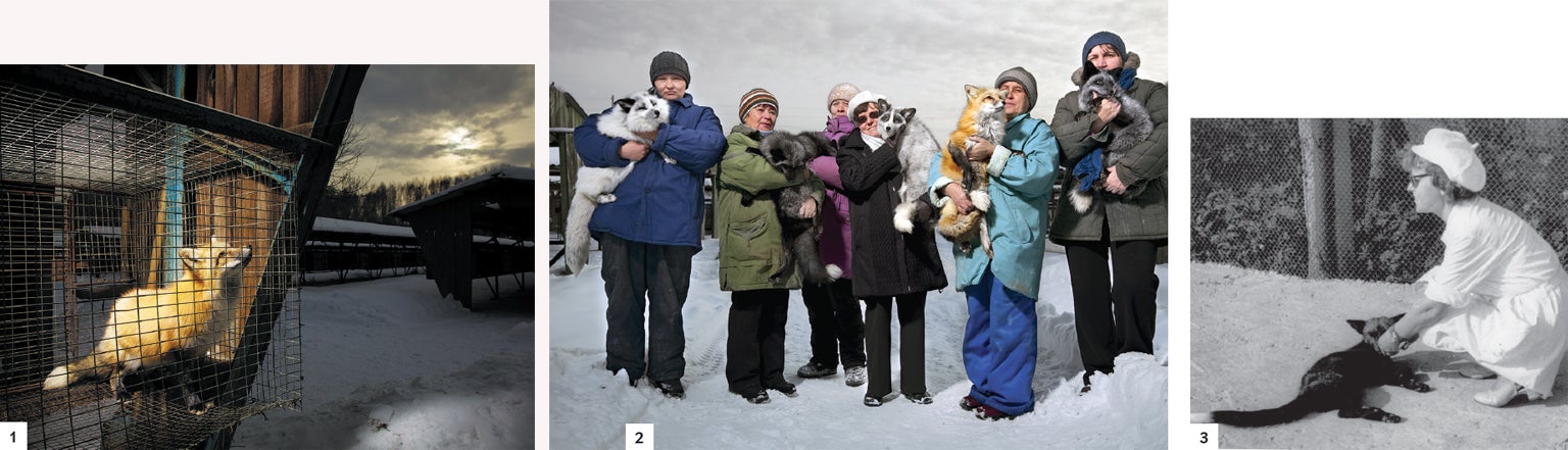 Wild Foxes Can Be Transformed into Pets in a Few Generations ...