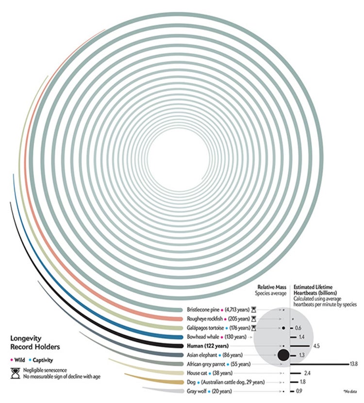 Why Do Some Animals Live Longer Than Others? | Scientific American