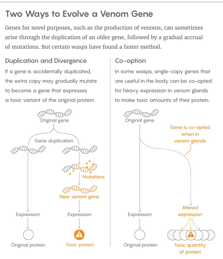 Moonlighting Genes Evolve for a Venomous Job | Scientific American