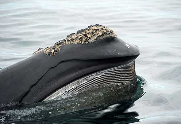 What Whales Do at Night | Scientific American
