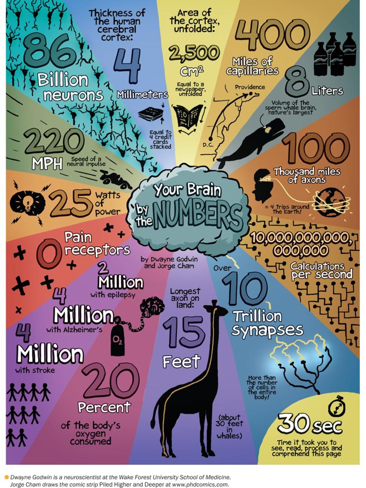 Your Brain by the Numbers | Scientific American