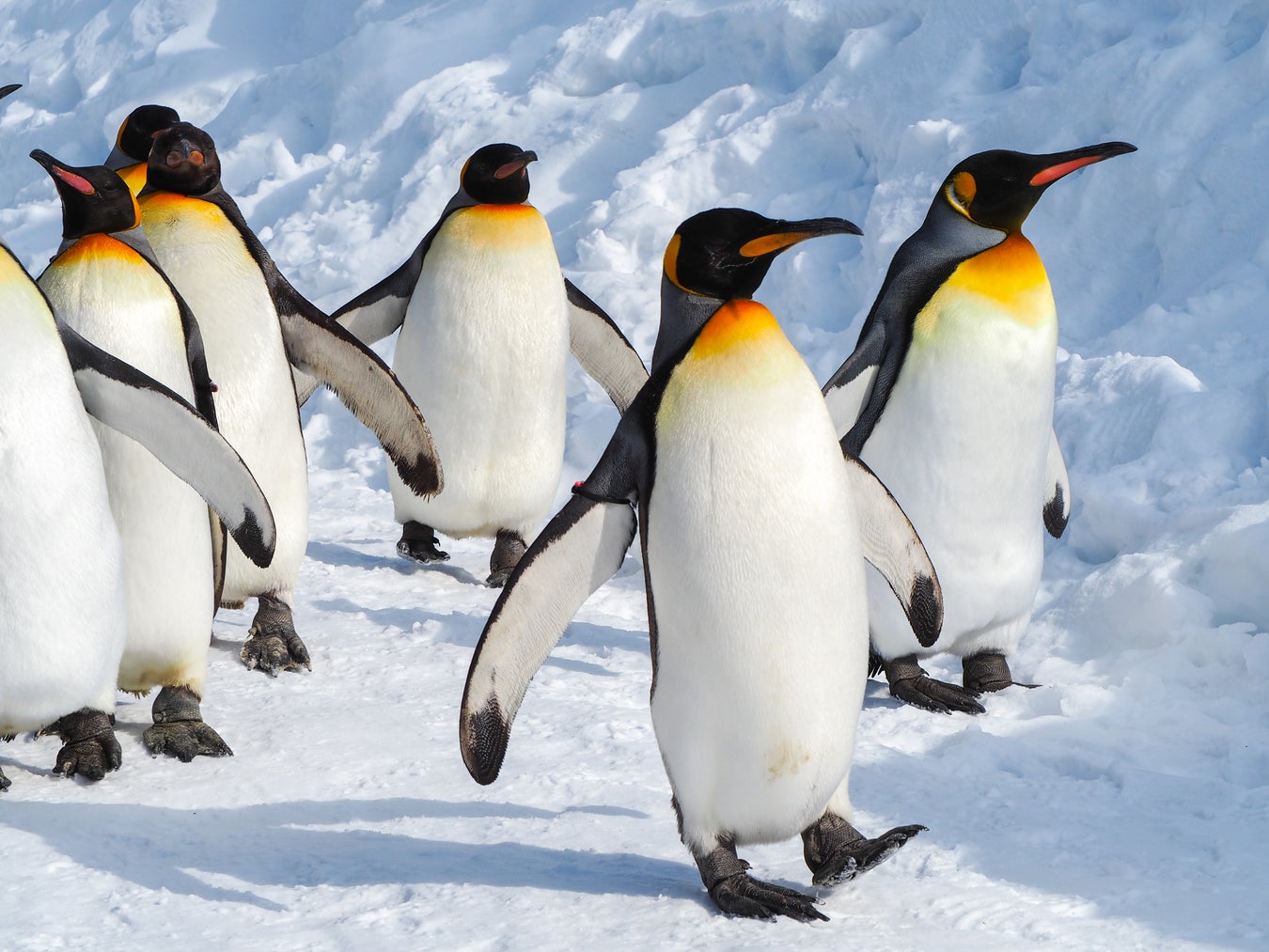 Real Climate Solutions Will Take Real Leadership | Scientific American