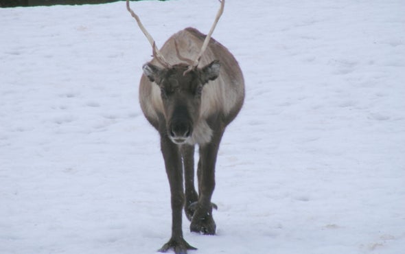 "Zombie" Anthrax Goes on a Killing Spree in Siberia--How? - Scientific ...