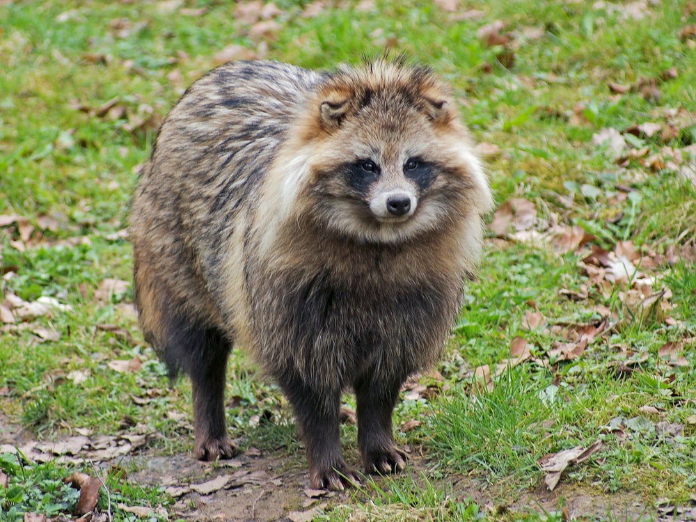 New Evidence Supports Animal Origin of COVID Virus through Raccoon Dogs ...