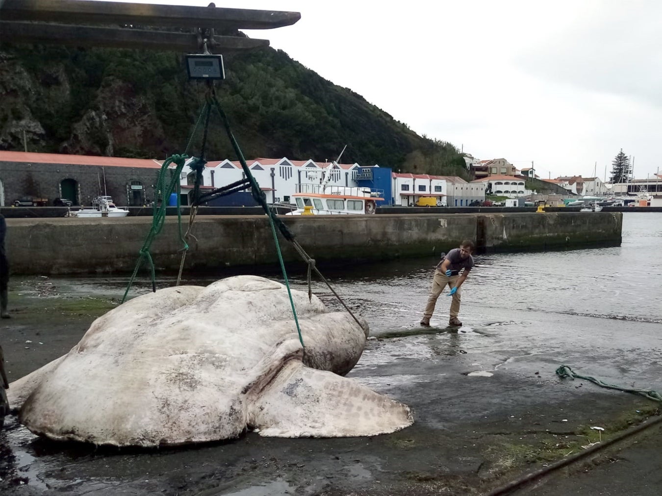 Heaviest Bony Fish Ever Measured Is a Wheel-Shaped Behemoth ...