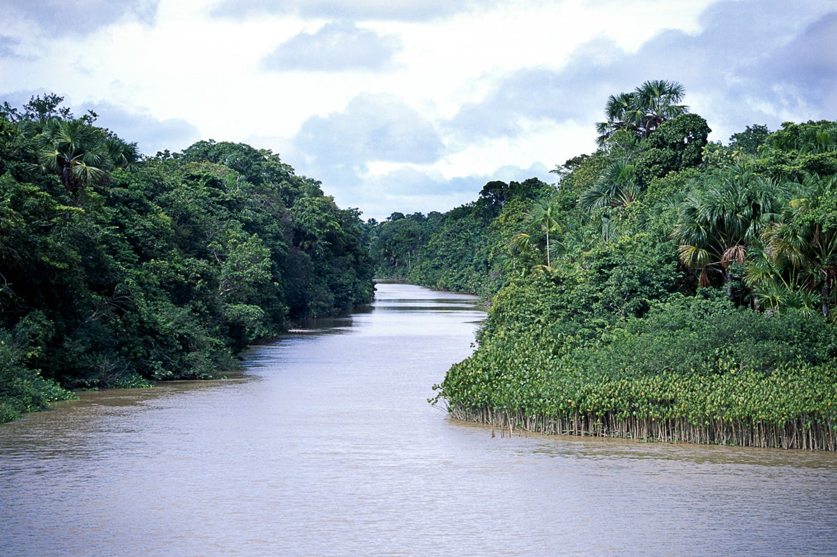 Massive Survey Creates Amazon Tree Census | Scientific American